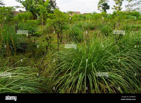 Lemon Grass Growing In A Garden Of A House In The Candirejo Village In