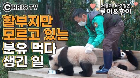️러블리 바오걸즈 ️할부지가 모르고 그러셨을 거야~🤣아기판다 루이바오 후이바오 크리스티비 Ruibao Huibao