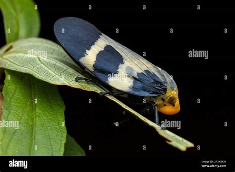 Giant Malagasy Raintree Spittle Bug Ptyelus Goudoti Vohimana
