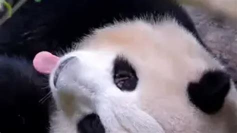 今天花花在滑滑梯上睡午觉了 熊猫花花 大熊猫和花 萌到爆炸了💥 来这吸熊猫 熊猫宝宝 Youtube