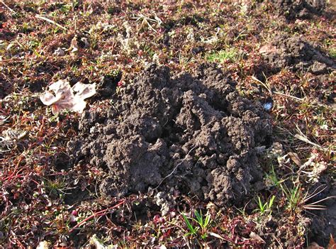 Saratoga Woods And Waterways Mystery Mud Piles At Mud Pond