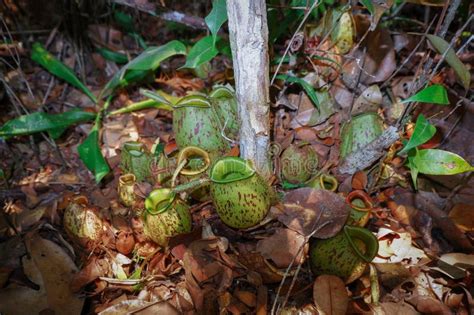 Nepenthes Ampullaria En Hábitat Natural Borneo Selva Foto De Archivo