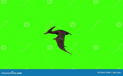 3d Pteranodon Pterosaur Flying Loop With Cycle View On Chroma Key 4k