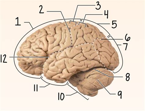 A P Lab Ex Gross Anatomy Of The Brain And Cranial Nerves Flashcards Quizlet