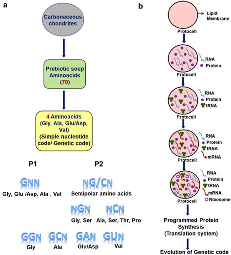 Origin Of Life And Genetic Code A Origin Of 4 Amino Acids In The Download Scientific Diagram