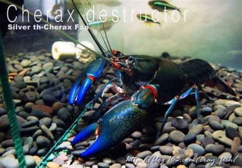 กุ้งสายp กุ้งสายc คืออะไร วิเศษฟาร์มกุ้งก้ามแดง ขอนแก่น