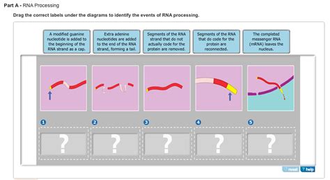 Diagrams To Identify The Events Of Rna Processing Diagrams R