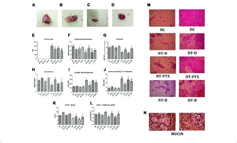 Representative Photograph Of Tumor Regression Analysis In Dmba