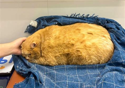 Muere el gatito más gordo del mundo tras ir a un campamento para bajar