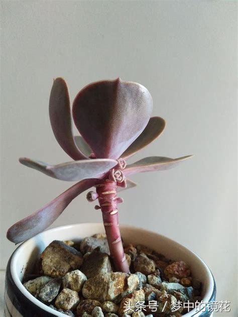 多肉植物紫珍珠的打頂 每日頭條