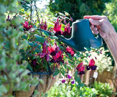 How To Care For Fuchsias In A Hanging Basket Top Tips Homes And Gardens