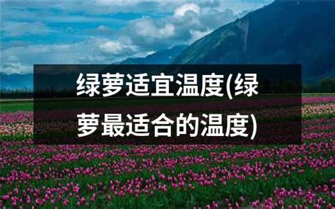 绿萝适宜的湿度 绿萝耐湿吗 养花经验