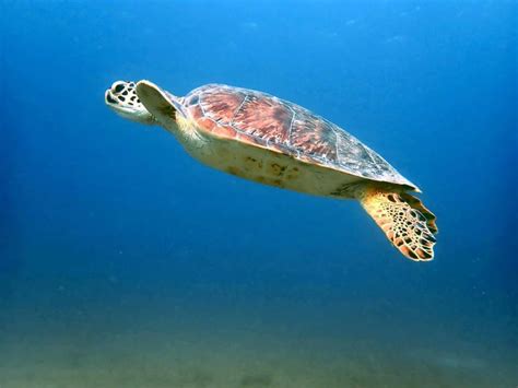 Conservation Update Summer 2022 Mustique Island