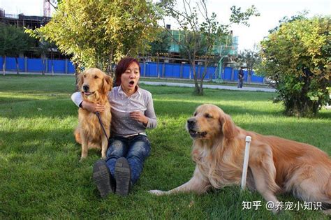 不适合打工人养的“几种狗”你训不过它们 知乎