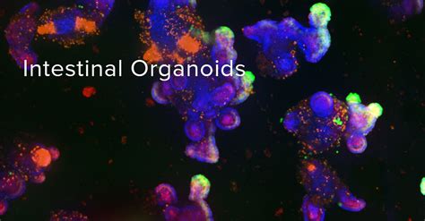 Intestinal Organoids 3d Microtissue Models