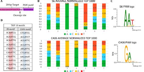 In Vitro Characterization Of PAM Sequences Recognized By MgCas9 From