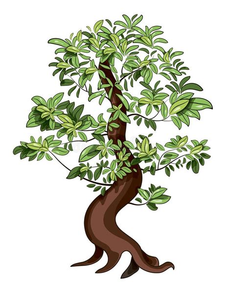 Decorative Ficus Benjamina Tree Top View Vector Illustration Stock