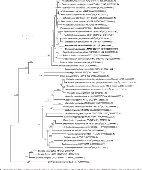 Figure 1 From Pectobacterium Araliae Sp Nov A Pathogen Causing