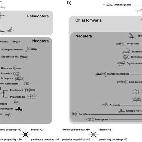 Tree Inference From Analysis Of The Morphological And Molecular Data