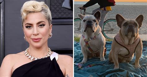 Lady Gaga Wont Have To Pay Woman Who Returned Her Dogs After Brutal