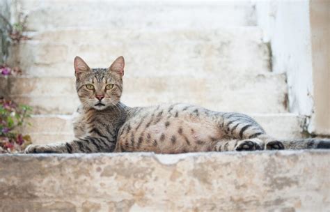 Витамины для беременных кошек