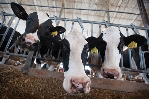 Improving Dairy Cow Health College Of Agricultural Sciences