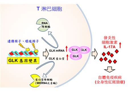 新突破！全身性紅斑狼瘡致病關鍵因子找到了！國衛院與中榮、高醫新發現 華人健康網 專業即時優質的健康新聞及資訊分享平台業即時優質的健康