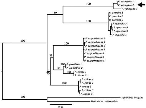 maximum likelihood tree from a combined multigene dataset mtssu