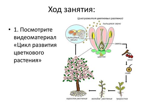 Изучение жизненного цикла цветковых растений презентация онлайн