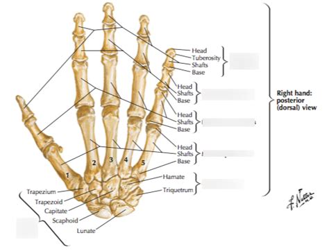 Carpals And Metacarpals