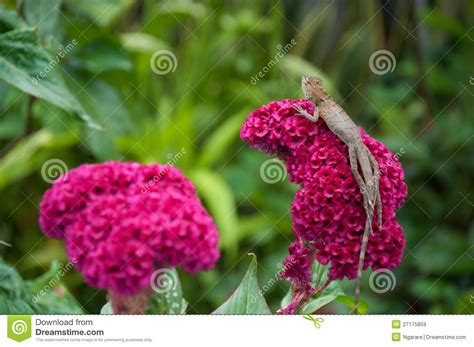Tree Lizard On Red Cockscomb Stock Image Image Of Nature Natural