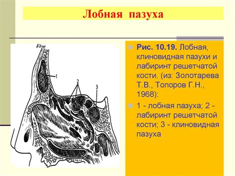Топография глубокой области лица презентация онлайн