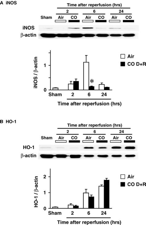 Protein Expression Of Inos And Ho 1 In The Lung Grafts Western Blot