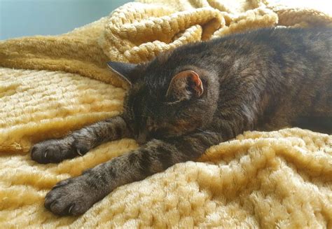 Rescuecat Tabby Internationalcatday Wfhlife Michaela Wright