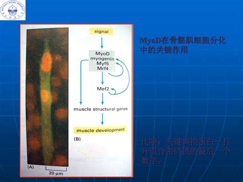 第十二章 细胞分化与基因表达调控 细胞分化 癌细胞 真核基因表达调控 专题：基因的表观遗传调控 Ppt Download