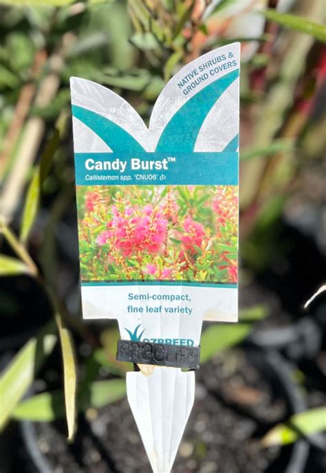 Callistemon Citrinus ‘candy Burst Cnu06 Shepparton Plant Farm