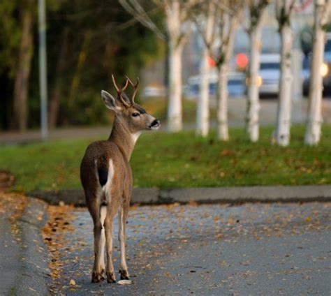 The Boreal Forest David Suzuki Foundation