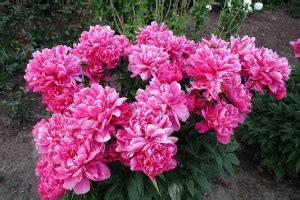 Купить луковицы Пионов с доставкой в срок