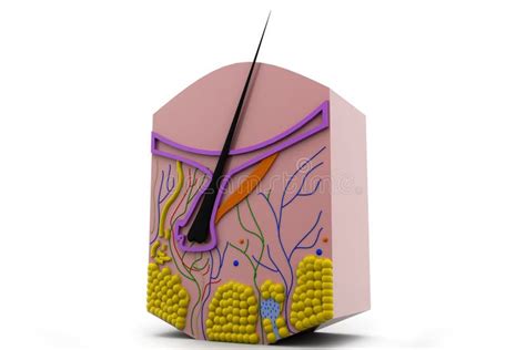 Human Skin Anatomy Stock Illustration Illustration Of Pressure 37049322