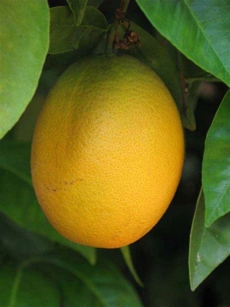 Pera Citrus Id