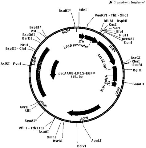 Gene Medicine For Treating Serious Hypertriglyceridemia Eureka Patsnap