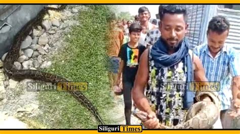 Huge Python Rescued In Ward No 46 Siliguri Siliguri Times