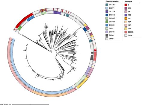 Molecular Typing Results And Maximum Likelihood Tree Of 1312 S