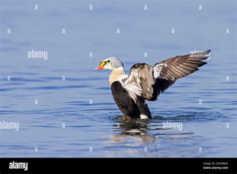 King Eider Somateria Spectabilis Male Sea Duck In Breeding Plumage At