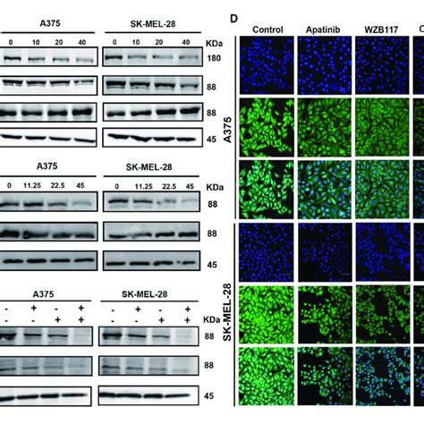 Apatinib Combined With Wzb117 Showed Synergistic Cell Proliferation