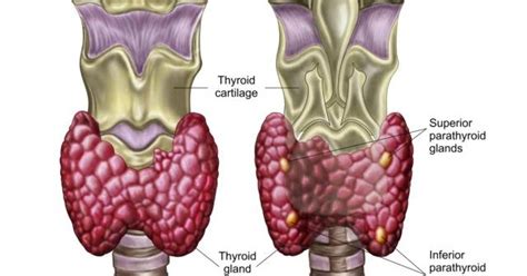 Lecture Notes In Medical Technology Lecture The Thyroid Gland