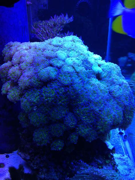 What S Your Oldest Coral Page 2 Reef2reef Saltwater And Reef