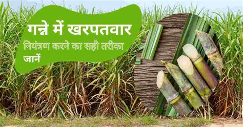 गन्ने में कम पैसों में खरपतवार नियंत्रण कैसे करेweed Control In