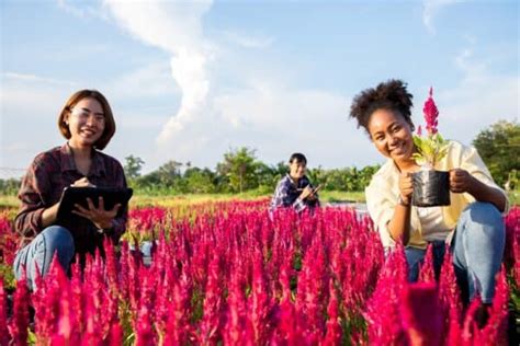 Growing Cockscomb How To Plant The Most Beautiful Vegetable Out There