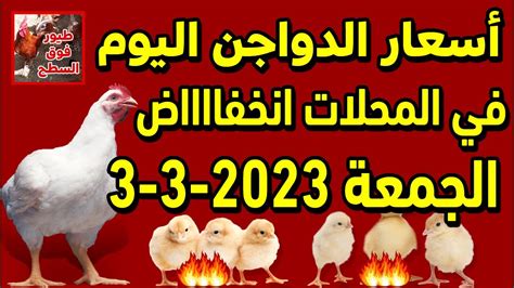انخفاض في أسعار الدواجن في البورصة والسوق اسعار الطيور والكتاكيت والبط